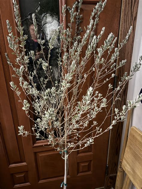 What Is This R Treeidentification