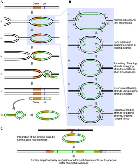 The Origin Dependent Inverted Repeat Odira Model For Amplification Of