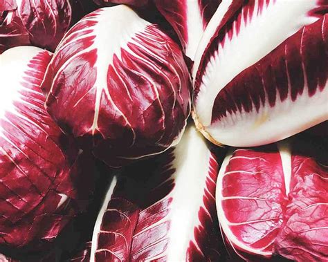 Welldales 50 British Chicory Seeds Uk Red Ball Large Leaf Year Long