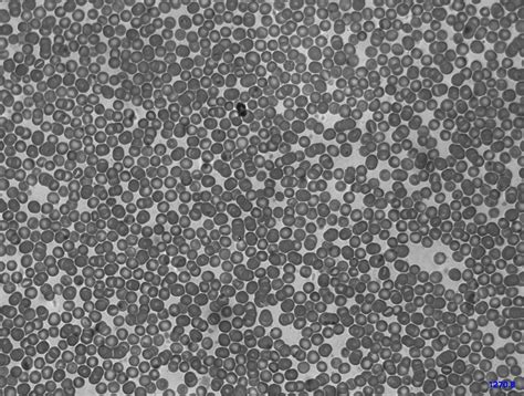 Touptek Mtr3ccd12000kpa Cmos Camera Dubai Telescope