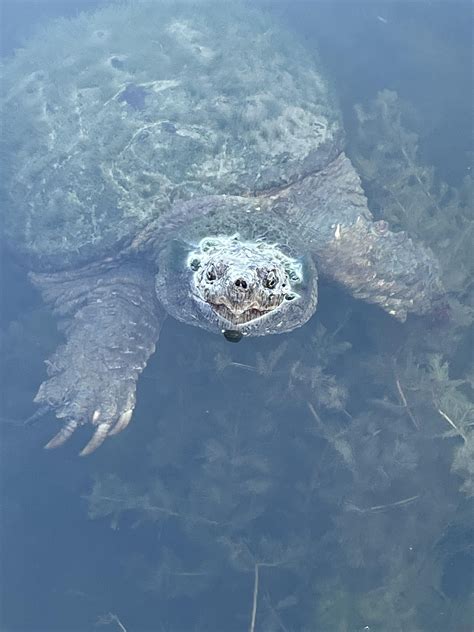 60 Year Old Snapping Turtle Absoluteunits
