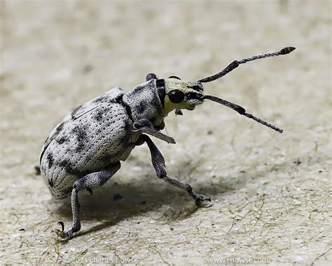 Beetle Looking Critter Rwhatsthisbug