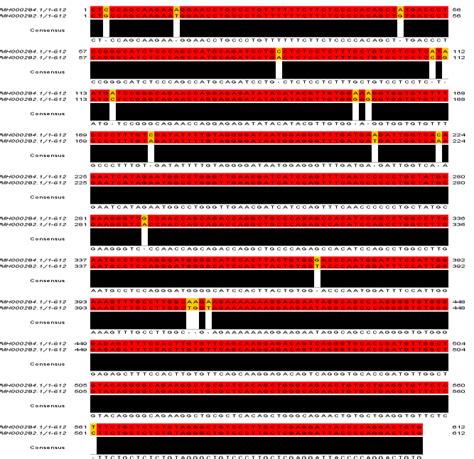 Pairwise Sequence Alignment Of Gal 5 Gene Between F Breed And ½f½r