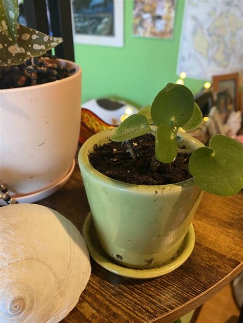Why Arent My Pileas Growing Rhouseplants