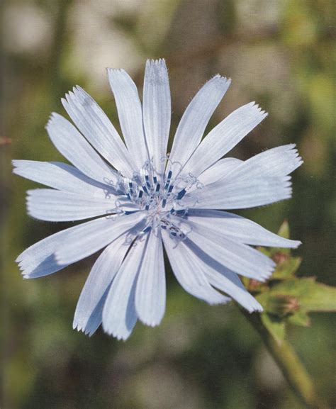 Medicinal Plant Chicory