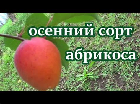 Самый поздний абрикос ФАРКЛО с отличным вкусом - YouTube