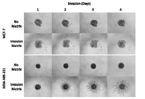 Cultrex® 3d Spheroid Bme Invasion Assay Protocol