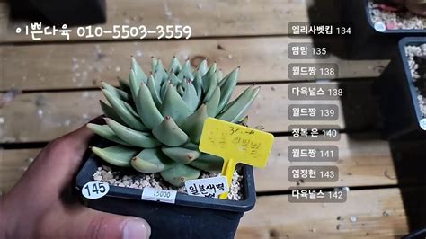 💝판매종료💝10월29일 이쁜 아가들 최고 80 특별 할인 판매 Youtube