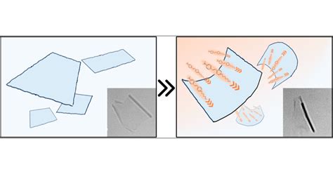 Real Time Monitoring Of Adsorption Induced Scrolling Of Colloidal Inorganic Nanosheets Langmuir