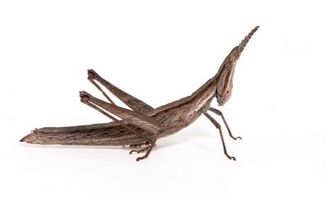The Australian Grasshopper Thats Given Up Sex Pursuit By The University Of Melbourne
