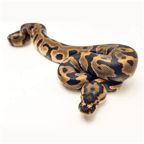 レオパード Leopard Lil Balls ~ ボールパイソンブリーダーの営む、ボールパイソン専門店