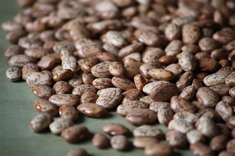 Download Caption Majestic Pinto Beans In The Shadows Wallpaper
