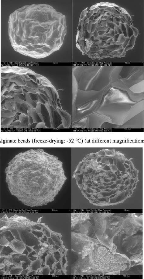 Sem Micrographs Of Different Alginate Based Sorbents Download