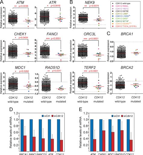 The Crucial Ddr Genes Are Downregulated In Hgs Ovca Patient Samples