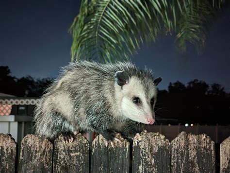 After The Rat Trap R Possums