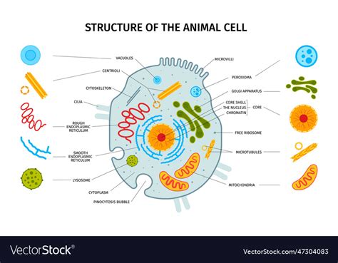 Animal Cell Structure Cytoskeleton