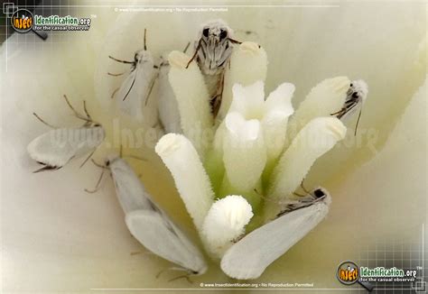 Yucca Moth