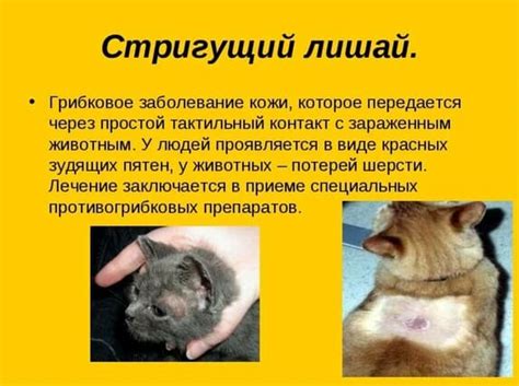 Лишай у кошек: симптомы, признаки и лечение болезни