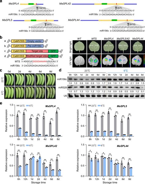 Transcriptional Regulation Of Mir528 Ppo Module By Mir156 Targeted Spls