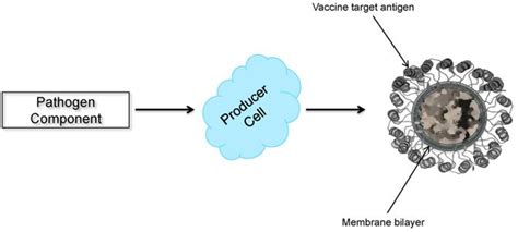Virus Like Particles Vlps Creative Diagnostics