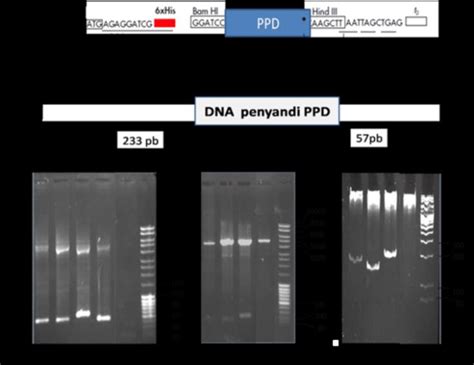 Construction Of The Cpp Expression Plasmid Pqe80l A Construction Of Download Scientific