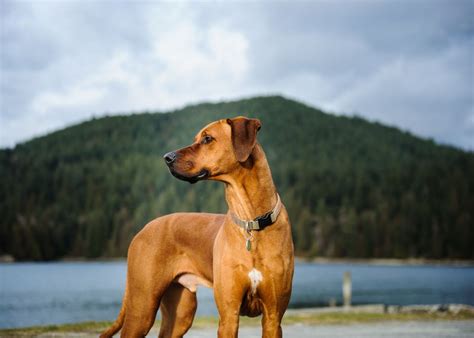 Rhodesian Ridgeback Full Profile History And Care