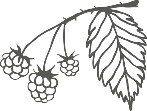 Raspberry Branch Silhouette With Berries And Leaf Sketch Drawing With