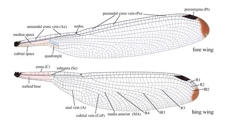 Wing Venation Of A Zygopteran Species Photo By Haomiao Zhang