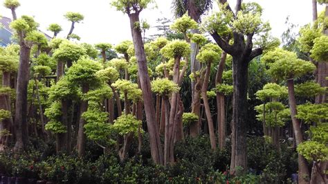 Pohon Anting Putri Jual Pohon Anting Putri Harga Pohon Anting Putri