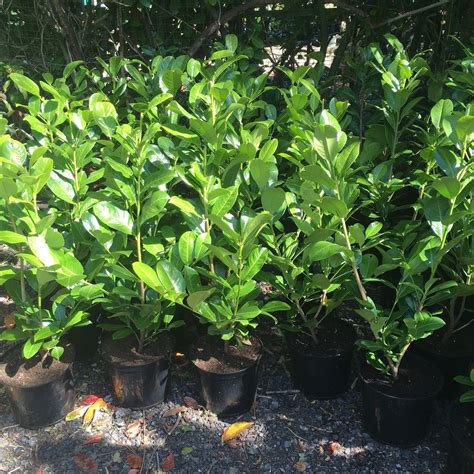 Prunus Laur Rotundifolia Cherry Laurel 100 125cm 5l Bunkers Hill Plant Nursery