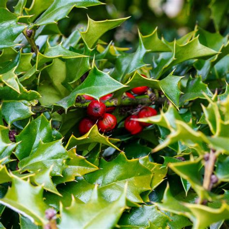 Red Beauty Holly Plant Detectives