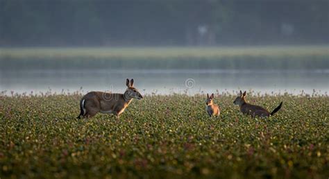 Three Kangaroos Macropus Spp Are In A Field Covered With Dense Low Vegetation Stock