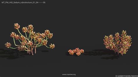 V42 Sedum Rubrotinctum 01 Maxtree