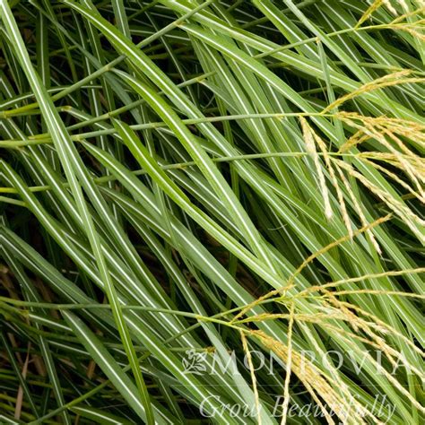 Dwarf Maiden Grass ‘yakushima Compact Ornamental Grass For Borders