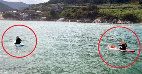 포착 괴물 힌남노 초비상인데바다에서 패들보드 놀이