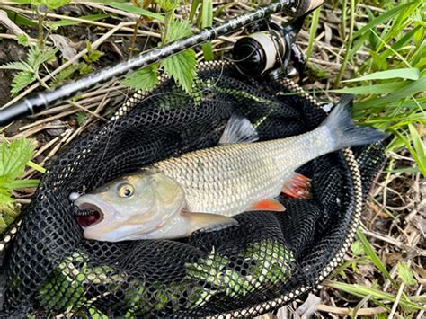 Спиннинг Akara trout el sport тест 0,5 - 4,5 гр