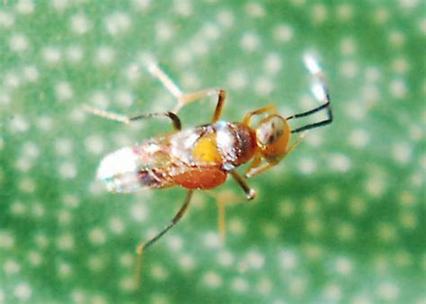 Encyrtid Wasp Cheiloneurus