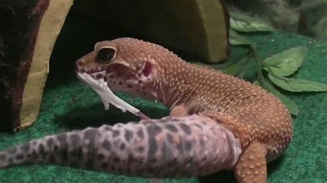 Leopard Gecko Shedding SHTCT [HD] - YouTube