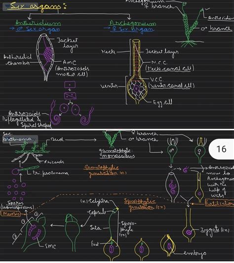 Life Cycle Of Funaria Drrakesh Chaurasia 12 Comments