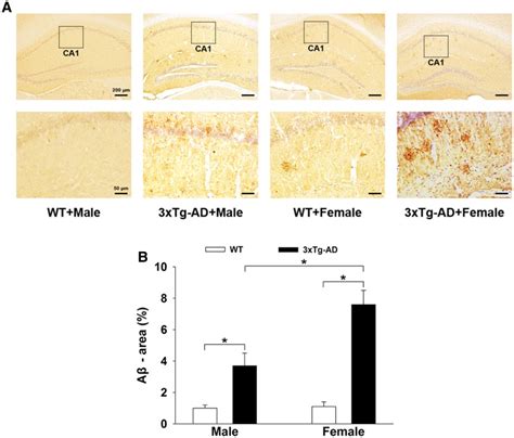 Sex Differences In Neuropathology And Cognitive Behavior In Appps1tau Triple Transgenic Mouse
