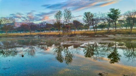 Trees In A Park With Their Reflection In A Small Pond On An Evening Hour Stock Photo Image Of