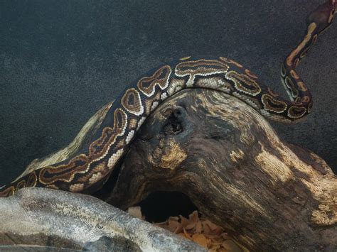 Could Someone Identify The Morph Please R Ballpython