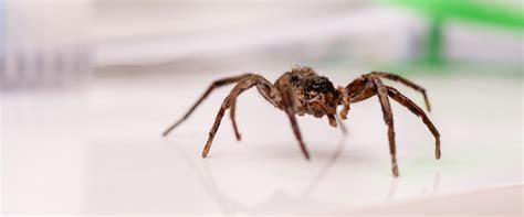 Spiders Common Pest Identification In Boise And Meridian Id