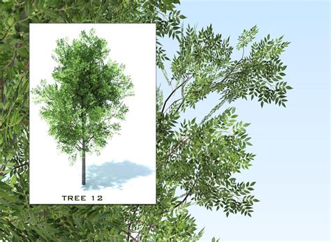 Sketchup 3d Trees Collection 2 By Sketchup Texture 59 Sketchup 3d Trees Collection 2 By Sketchup Texture 59