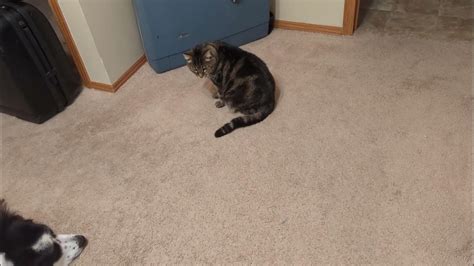Reuben Chasing His Tail - YouTube