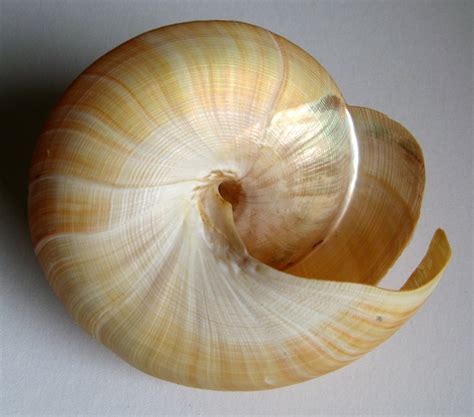 Pleurotomaria Teramachii Kuroda 1955 Shells MuŠle Lastury