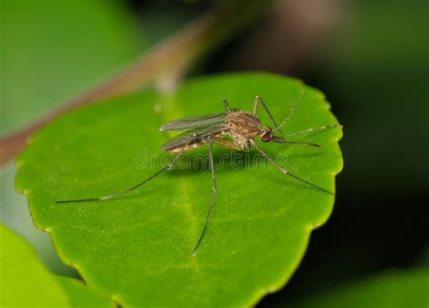 Mosquito On A Green Leaf During The Night Hours In Houston Tx Stock Image Image Of Leaf