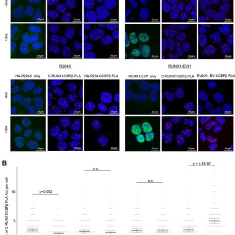 Runx1 Mutants Interact With Cbfβ And Partially Disrupt Runx1cbfβ