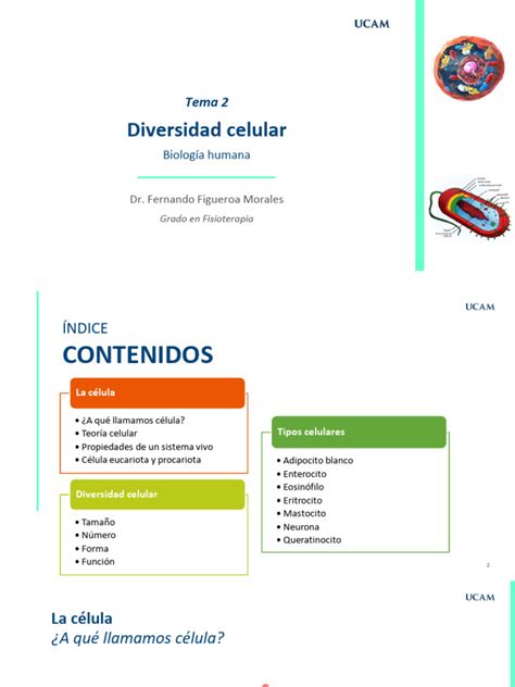 Tema 2 Diversidad Celular Pdf Biología Celular Citoplasma