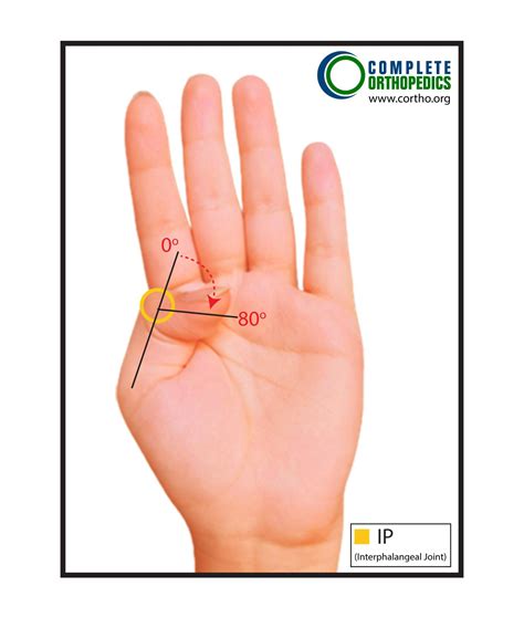 Upper Extremities Thumb And Fingers Best Hip And Knee Surgeon Ny Usa